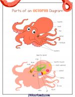Octopus Learning Activities for Kids (Free To Print)