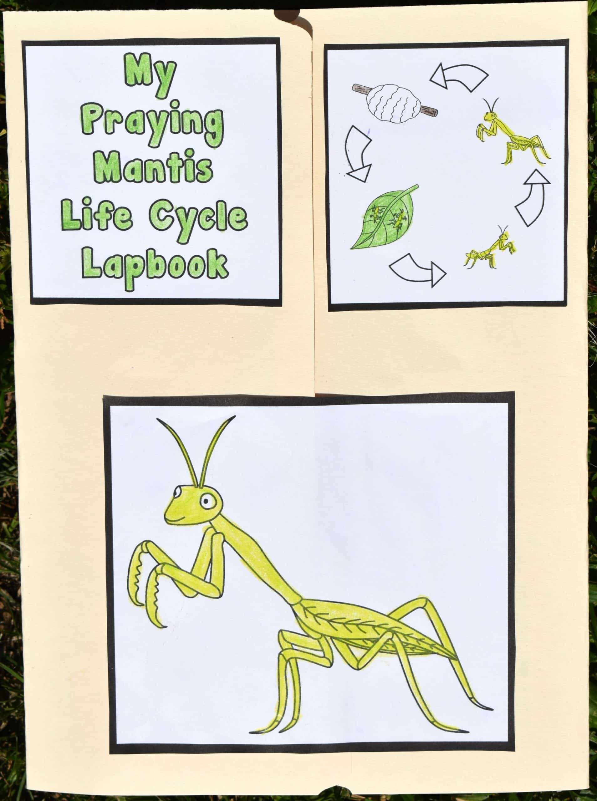 Praying Mantis Life Cycle (Free Printable) - 24hourfamily.com