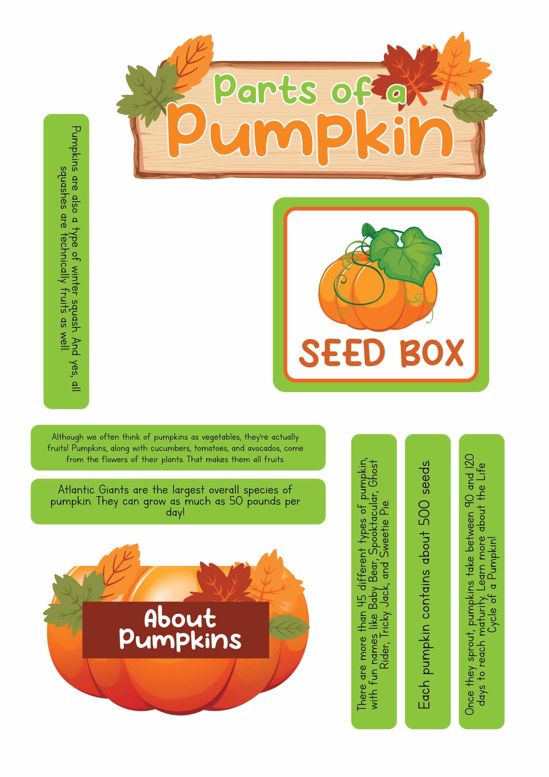 Pumpkin Life Cycle Printable Activity Book (Free To Print)