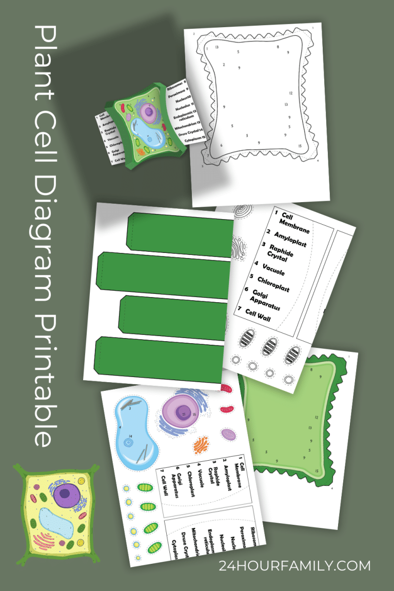 3d Plant Cell Worksheet » 24hourfamily.com