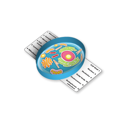 Create Your Own 3D Animal Cell: Printable Diorama