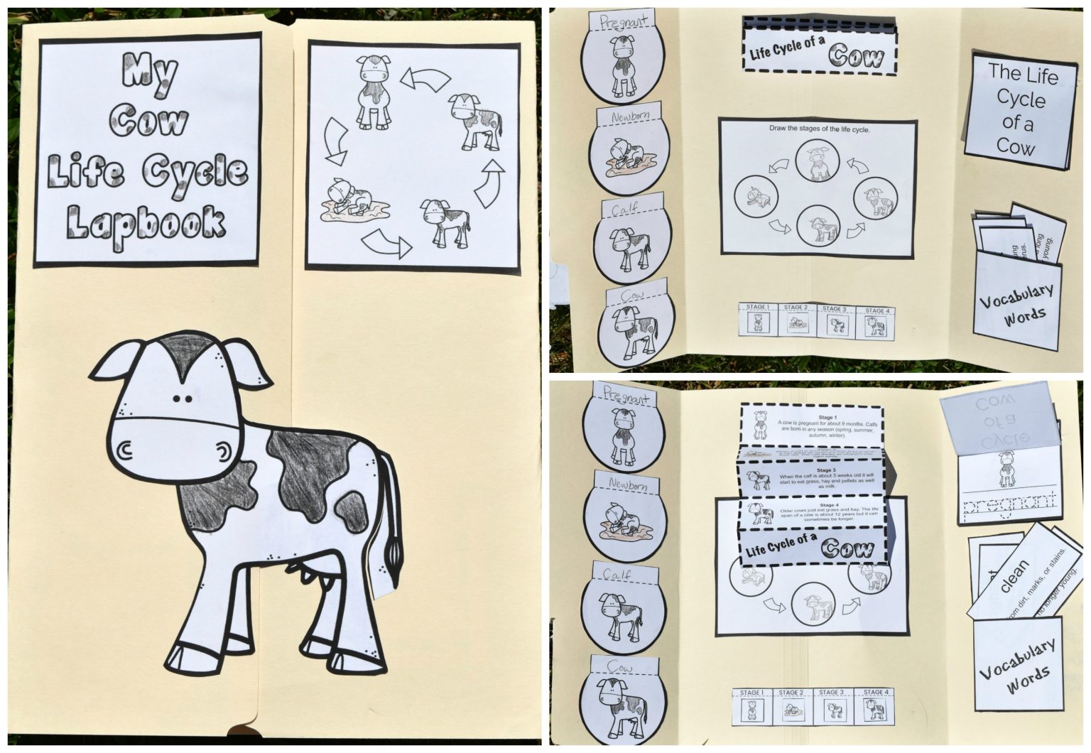 Life Cycle of a Cow Diagram (Free Printable)