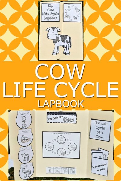 Life Cycle of a Cow Printable (Free Lapbook for Kids)