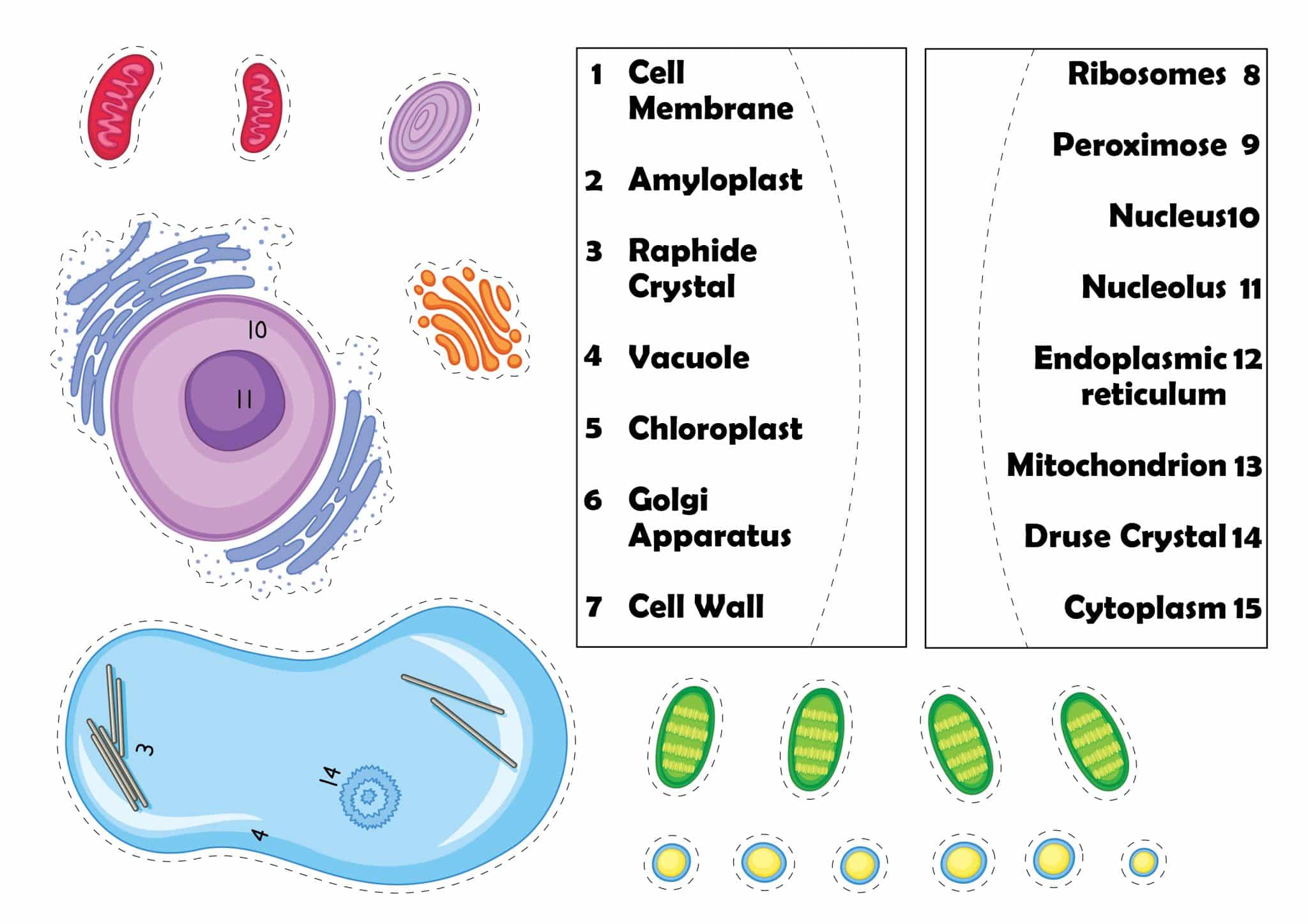 3d Plant Cell Worksheet