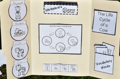 Life Cycle of a Cow Diagram (Free Printable)