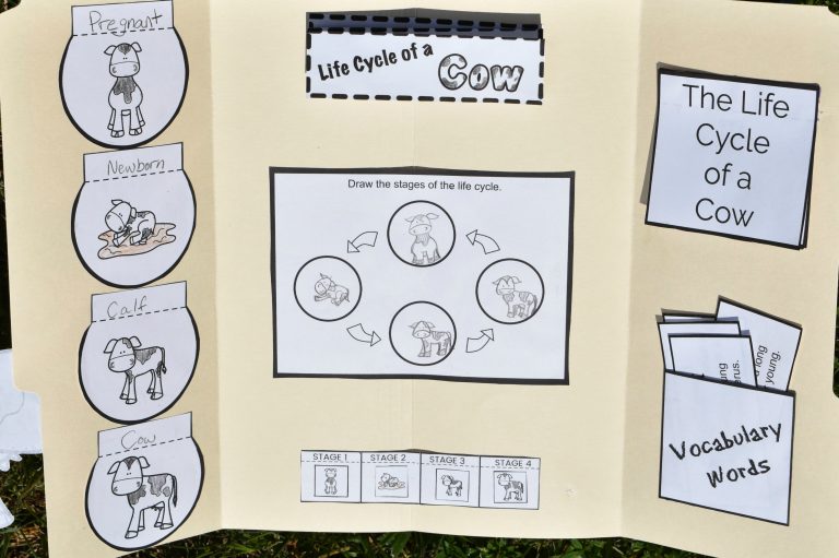 Life Cycle of a Cow Diagram (Free Printable)