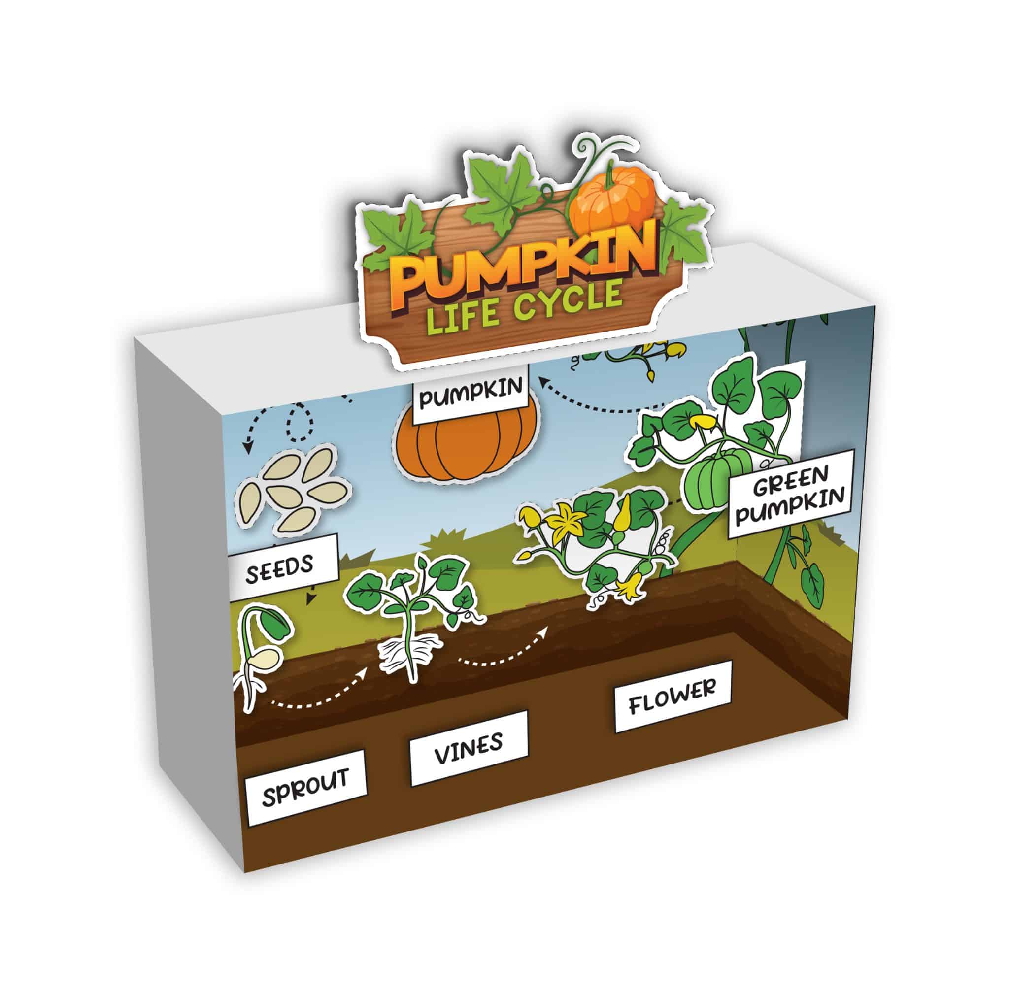 Pumpkin Life Cycle Diorama