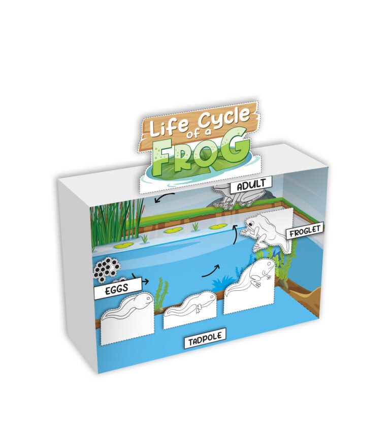 Life Cycle of a Frog 3D Cut Out Worksheets
