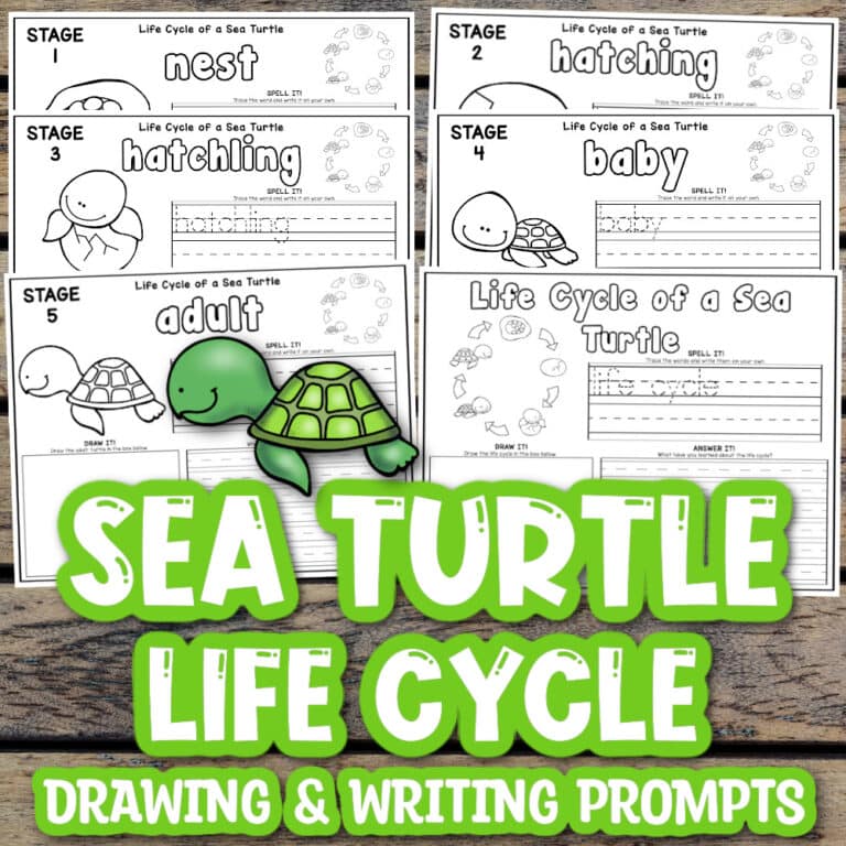 Sea Turtle Life Cycle Printable