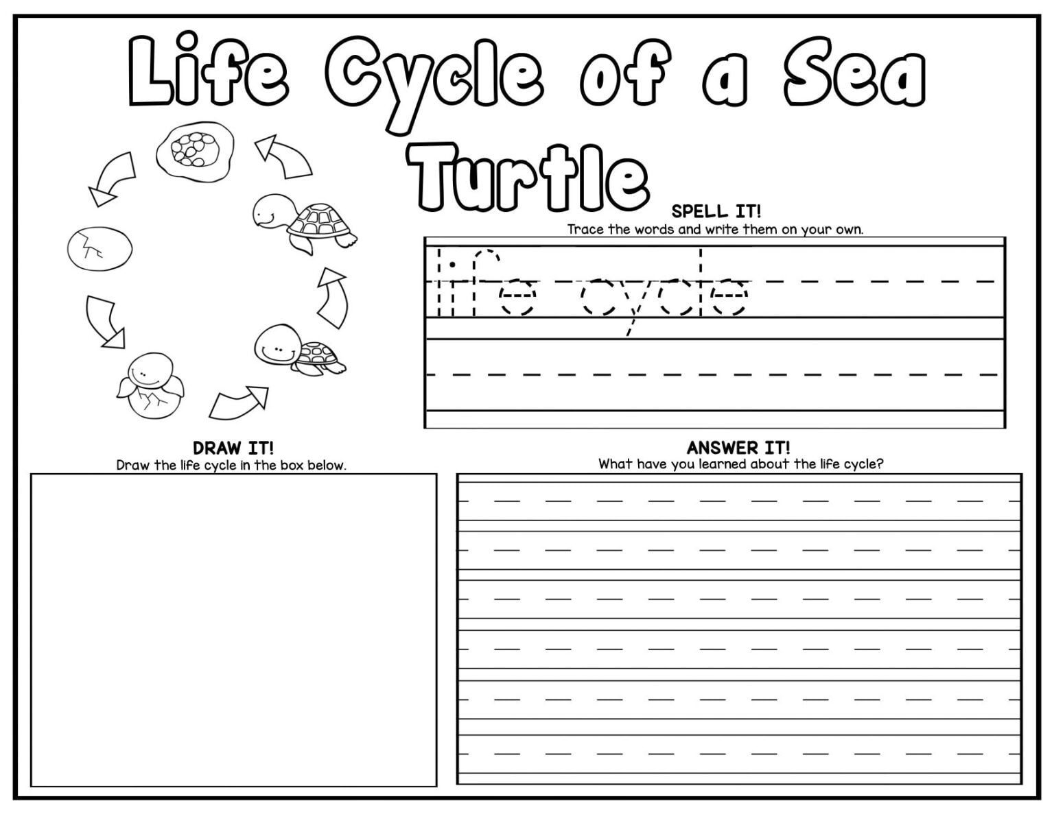 Sea Turtle Life Cycle Printable