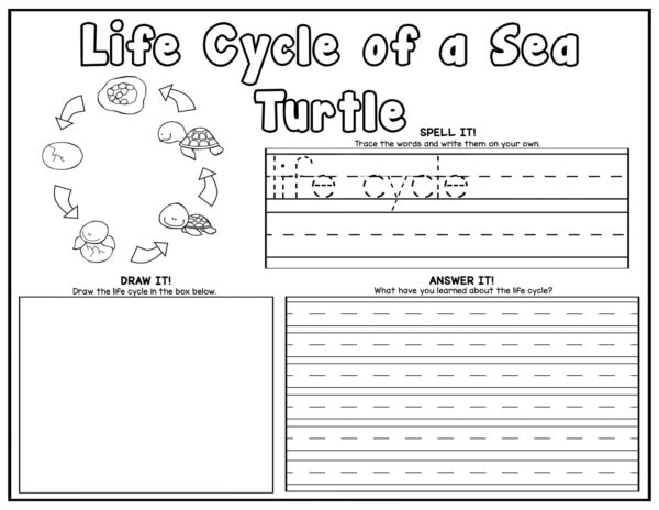 Sea Turtle Life Cycle Printable » 24hourfamily.com