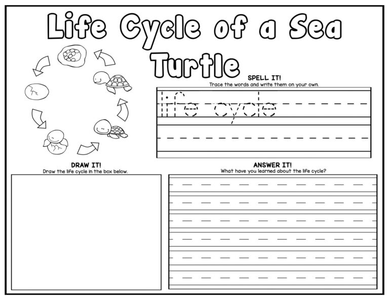 Sea Turtle Life Cycle Printable » 24hourfamily.com