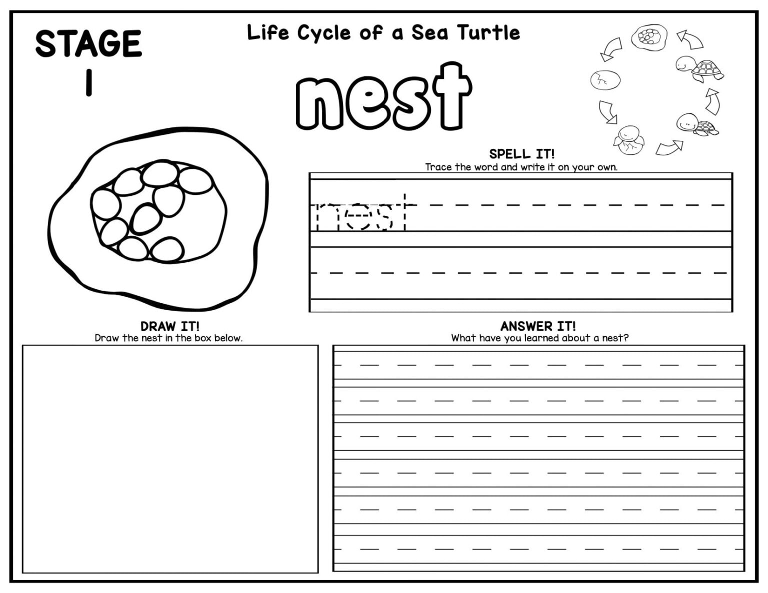 Sea Turtle Life Cycle Printable