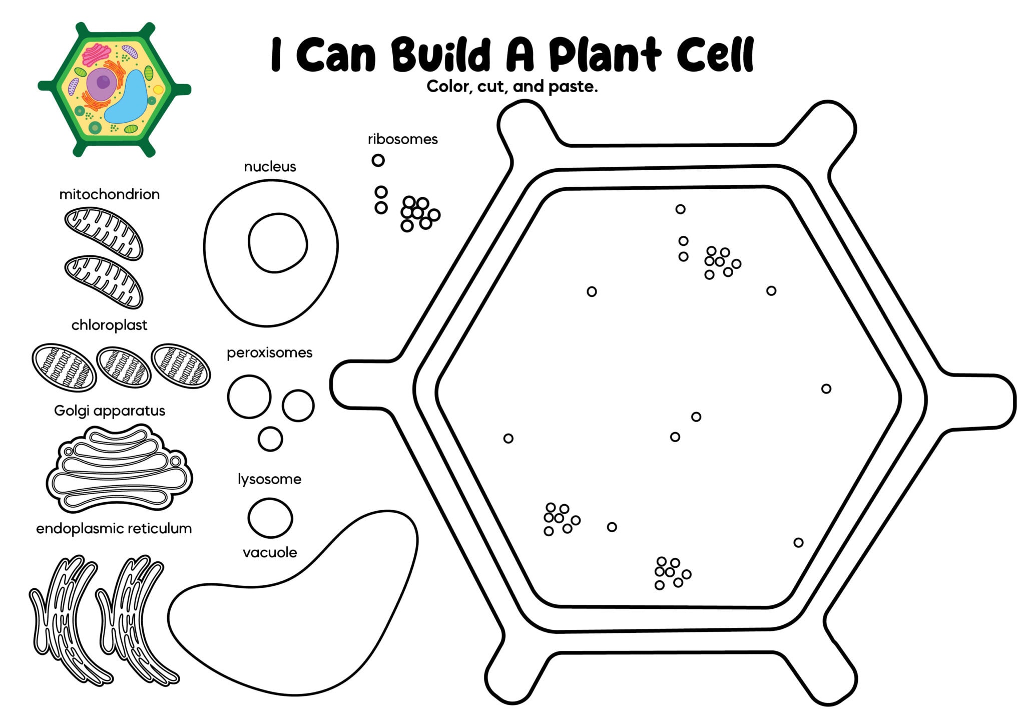 Build a Plant Cell Cut and Paste Worksheets » 24hourfamily.com