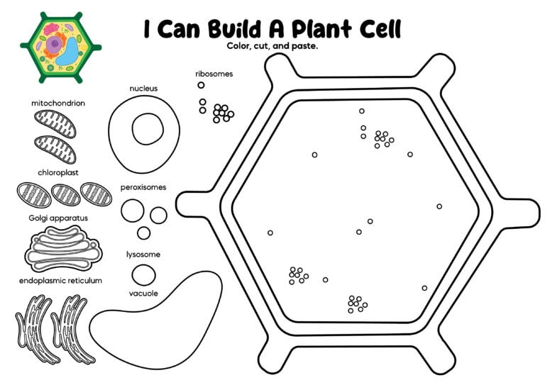 Build a Plant Cell Cut and Paste Worksheets » 24hourfamily.com