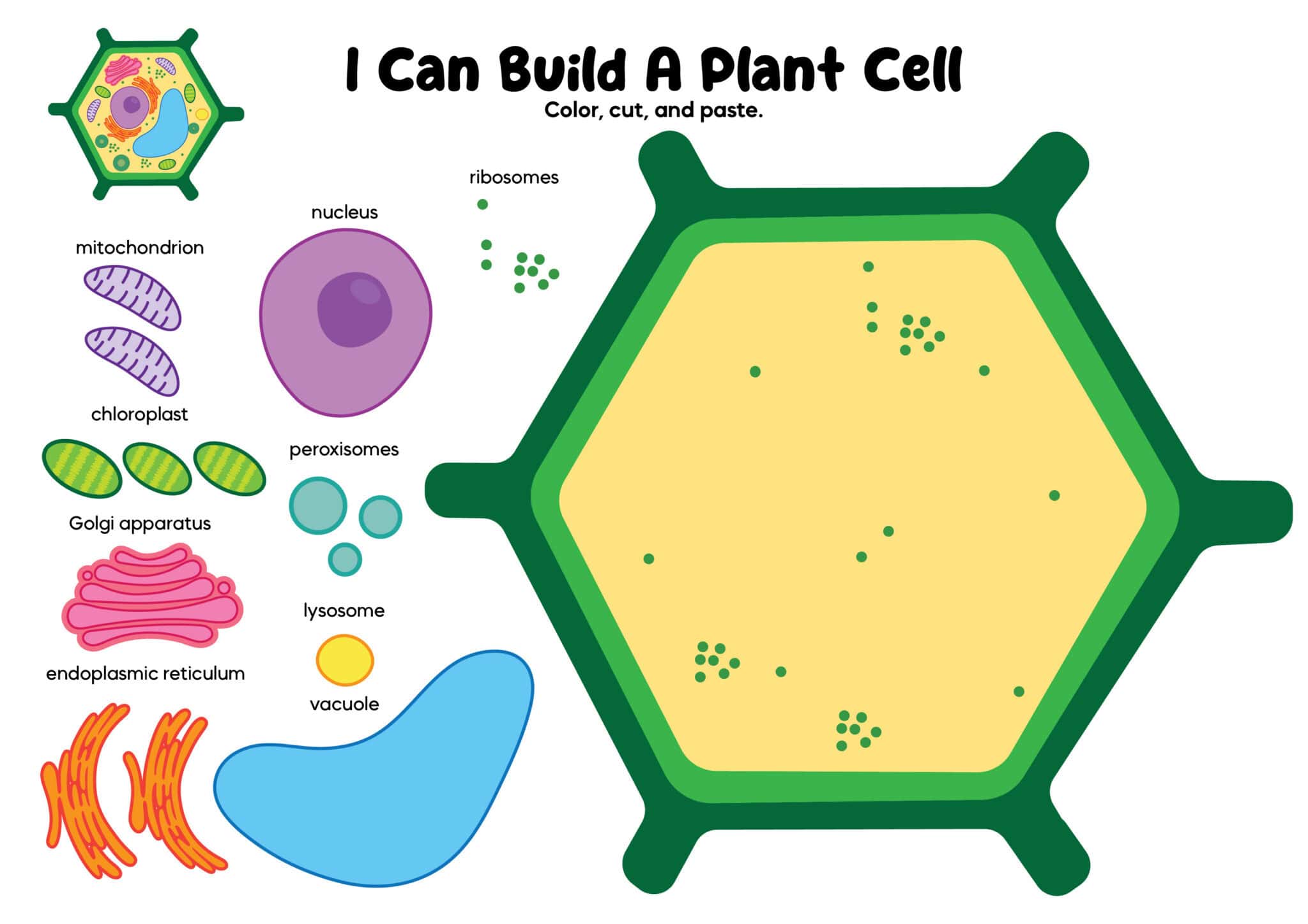 Build a Plant Cell Cut and Paste Worksheets » 24hourfamily.com